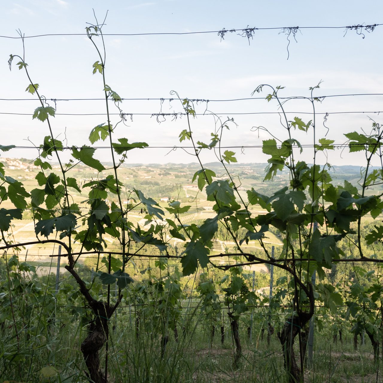 Wines - Ca'Viola